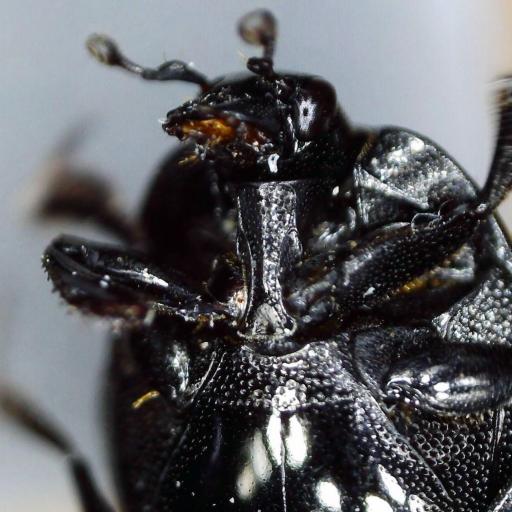 Saprinus Insect Identification Guide, Habitat & Facts