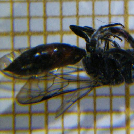 Club-horned Wasps (Sapygidae) Insect Identification Guide, Habitat & Facts