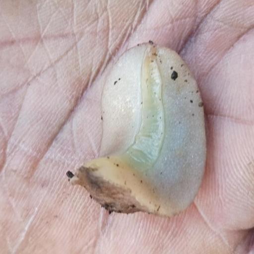 Caribbean Leatherleaf Slug (Sarasinula Plebeia) Insect Identification ...