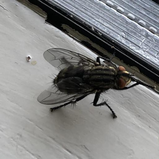 Cryptic Carnaria-Group Flesh Flies (Sarcophaga Carnaria) Insect ...