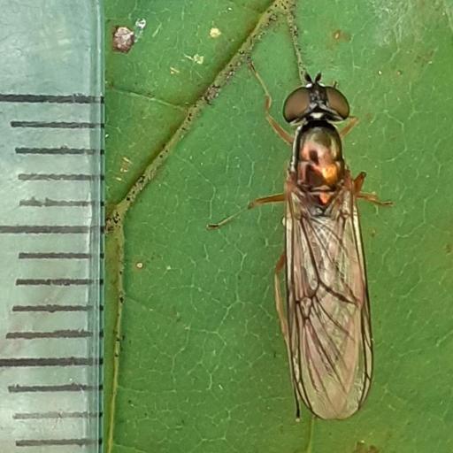 Twin-Spot Centurion Fly (Sargus Bipunctatus) Insect Identification ...