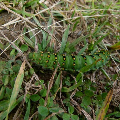 Lettered Olive (Oliva Sayana) Insect Identification Guide, Habitat & Facts