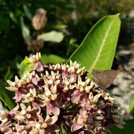 Banded Hairstreak (Satyrium Calanus) Insect Identification Guide ...
