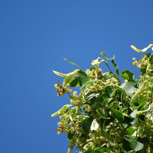 White-Letter Hairstreak (Satyrium W-Album) Insect Identification Guide ...