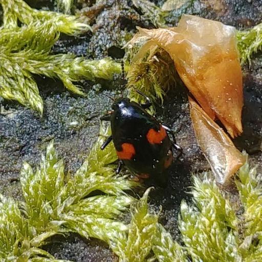 Orange-spotted Scaphidium (Scaphidium Quadrimaculatum) Insect ...