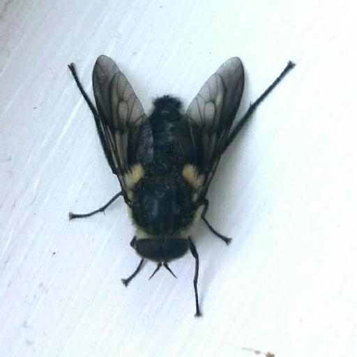 Bush Flies (Scaptia) Insect Identification Guide, Habitat & Facts