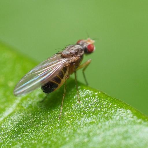 Scaptomyza Pallida Insect Identification Guide, Habitat & Facts