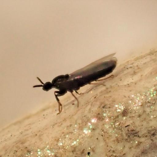 Minute Black Scavenger Flies (Scatopsidae) Insect Identification Guide ...