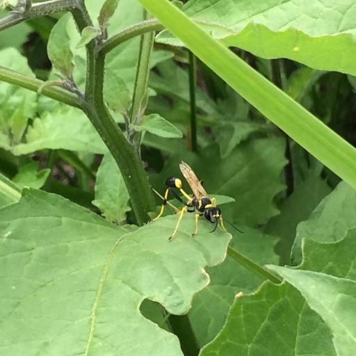 Yellow-legged Mud-dauber Wasp (Sceliphron Caementarium) Insect ...