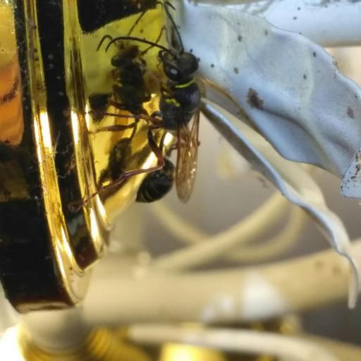 Asian Mud-dauber Wasp (Sceliphron Curvatum) Insect Identification Guide ...