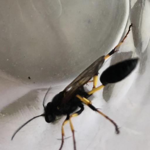 Red-Footed Cannibal Fly (Promachus Rufipes) Insect Identification Guide ...