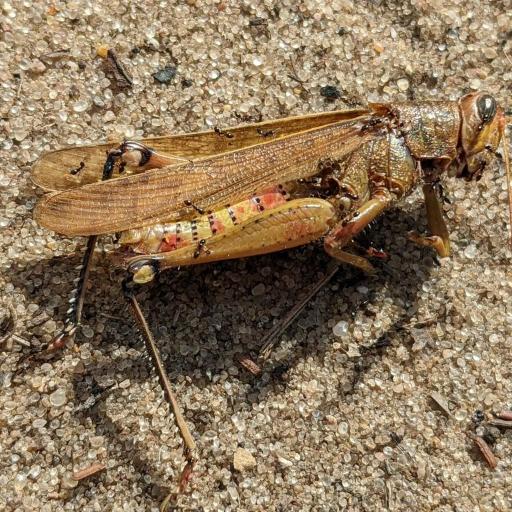 Spotted Bird Grasshopper (Schistocerca Lineata) Insect Identification ...