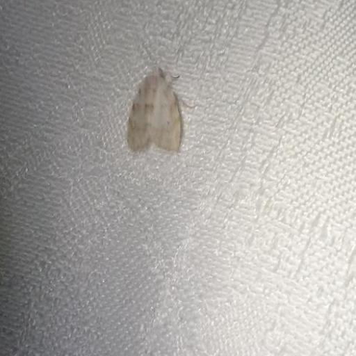 Schistophleps Albida Insect Identification Guide, Habitat & Facts