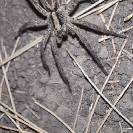 Brush-legged Spiders (Schizocosa) Insect Identification Guide, Habitat ...