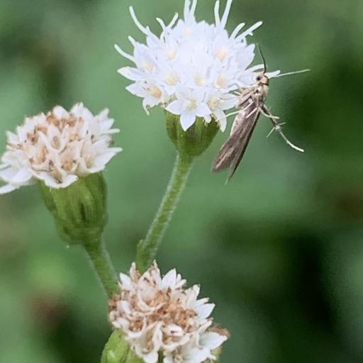 Bristle-Legged Moths (Schreckensteiniidae) Insect Identification Guide ...
