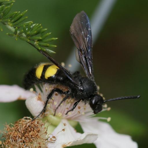 Hairy Scoliid Wasp (Scolia Hirta) Insect Identification Guide, Habitat ...