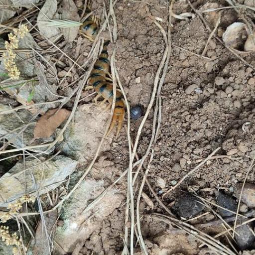 Mediterranean Banded Centipede (Scolopendra Cingulata) Insect ...