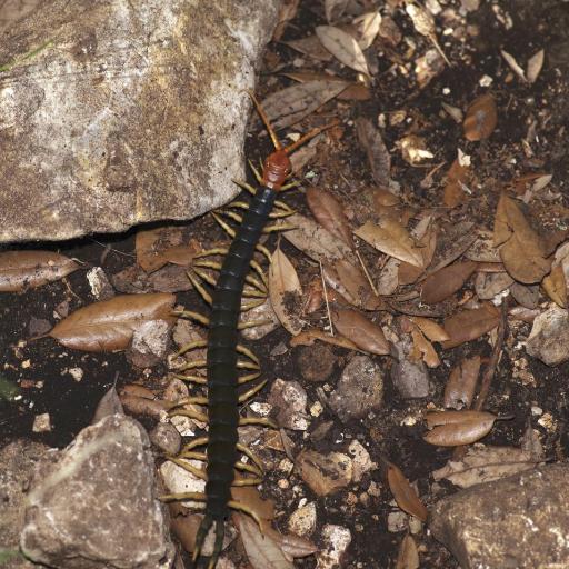 Giant Desert Centipede (Scolopendra Heros) Insect Identification Guide ...