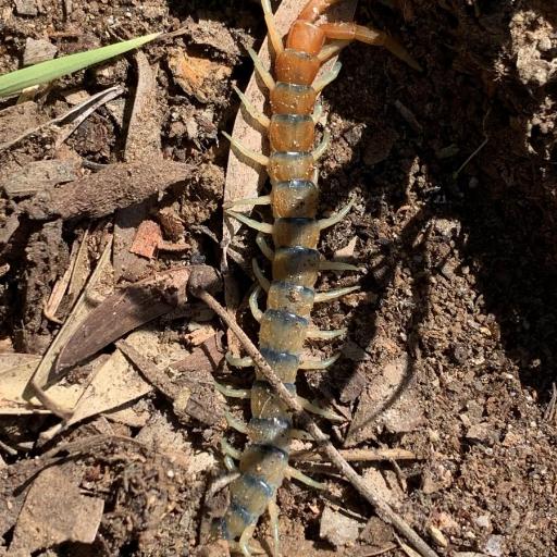 Common Desert Centipede (Scolopendra Polymorpha) Insect Identification ...