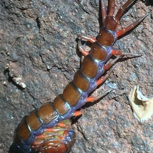 Pacific Giant Centipede (Scolopendra Subspinipes) Insect Identification ...