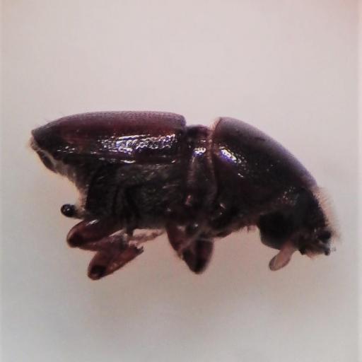 Elm Bark Beetle (Scolytus Multistriatus) Insect Identification Guide ...