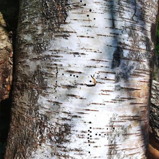 Birch Bark Beetle (Scolytus Ratzeburgii) Insect Identification Guide ...