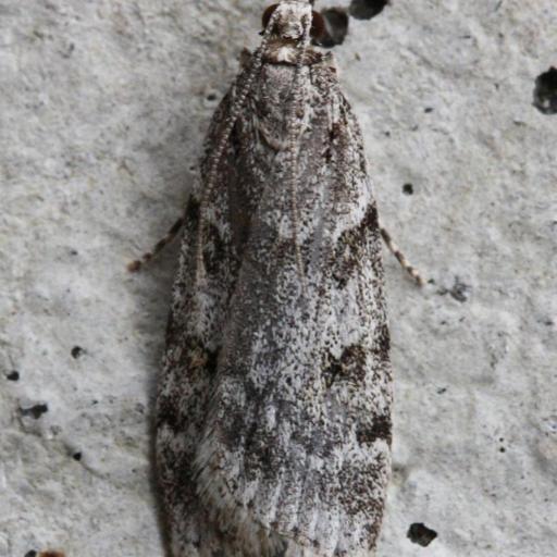 Scoparia Cembrella Insect Identification Guide, Habitat & Facts