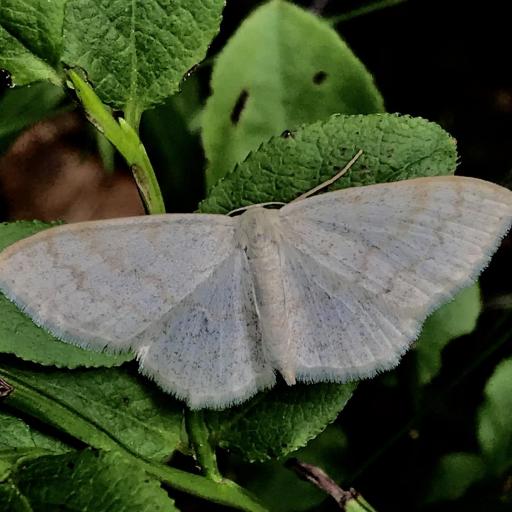 Cream Wave (Scopula Floslactata) Insect Identification Guide, Habitat ...