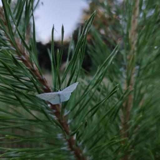 Encyrtids (Encyrtidae) Insect Identification Guide, Habitat & Facts