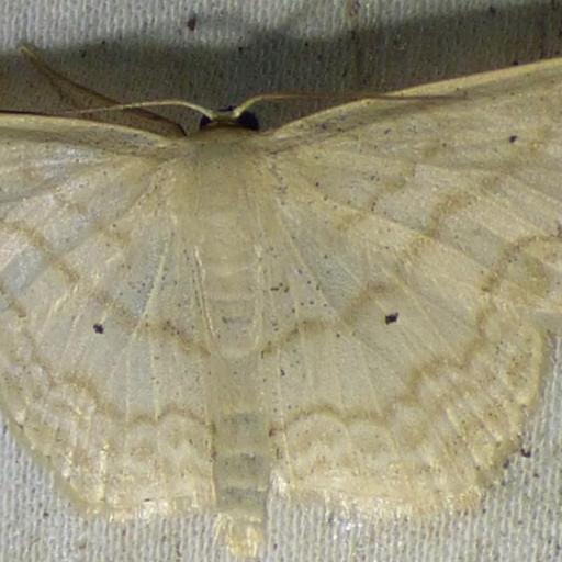 Large Lace-border Moth (Scopula Limboundata) Insect Identification ...