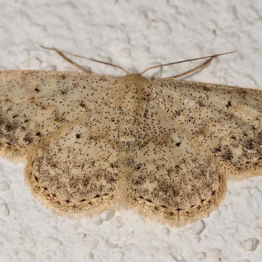 Mullein Wave (Scopula Marginepunctata) Insect Identification Guide ...