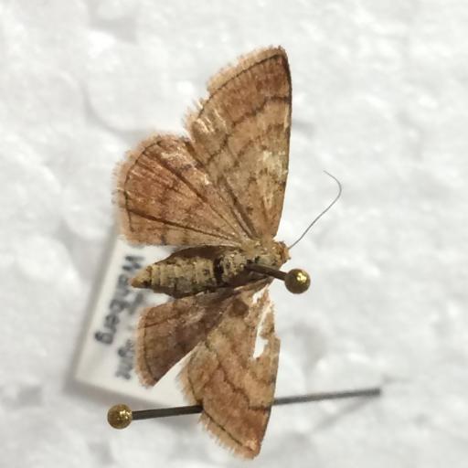 Tawny Wave (Scopula Rubiginata) Insect Identification Guide, Habitat ...