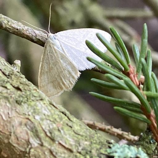 Smoky Wave (Scopula Ternata) Insect Identification Guide, Habitat & Facts