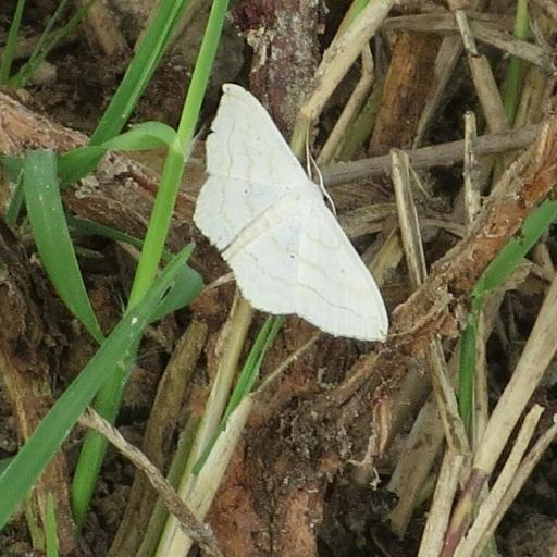 Swag-Lined Wave (Scopula Umbilicata) Insect Identification Guide ...