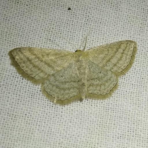 Streaked Wave (Scopula Virgulata) Insect Identification Guide, Habitat ...