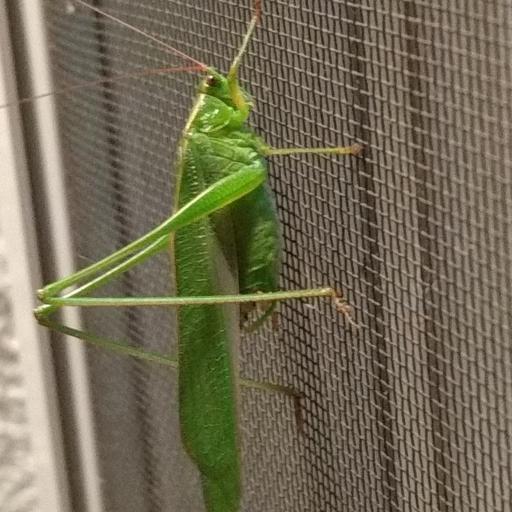 Mexican Bush Katydid (Scudderia Mexicana) Insect Identification Guide ...