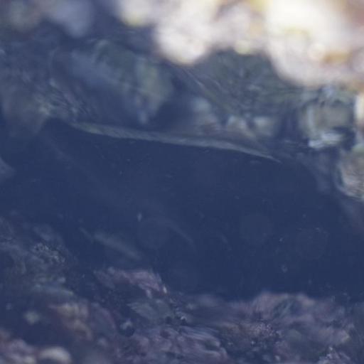 Elephant Snail (Scutus Antipodes) Insect Identification Guide, Habitat ...