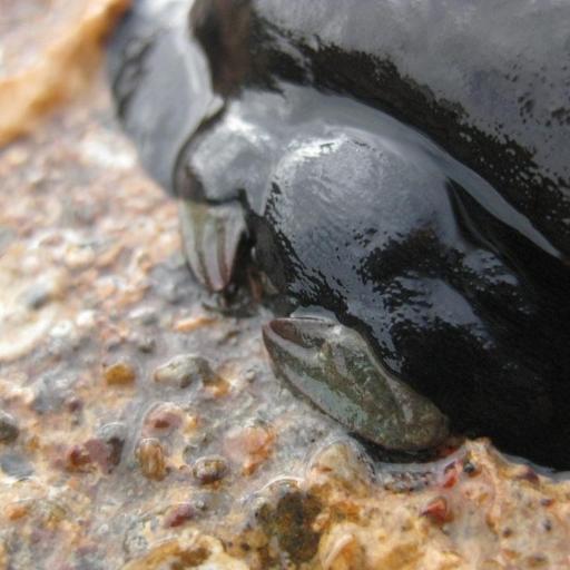 Shield Shell (Scutus Breviculus) Insect Identification Guide, Habitat ...