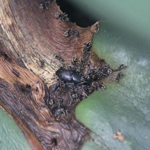 Sisal Weevil (Scyphophorus Acupunctatus) Insect Identification Guide ...