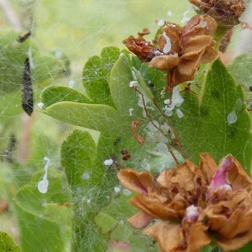 Hawthorn Moth (Scythropia Crataegella) Insect Identification Guide ...