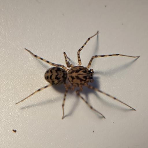 Common Spitting Spider (Scytodes Thoracica) Insect Identification Guide ...