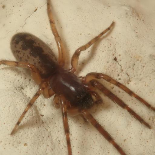 Snake-Back Spider (Segestria Senoculata) Insect Identification Guide ...