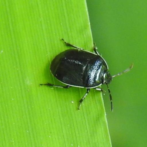 White-margined Burrower Bug (Sehirus Cinctus) Insect Identification ...