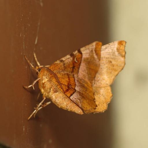 Purple Thorn (Selenia Tetralunaria) Insect Identification Guide ...