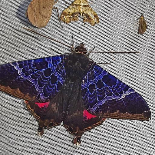 Sematuridae Insect Identification Guide, Habitat & Facts