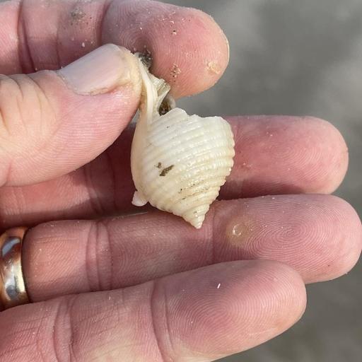 Scotch Bonnet Snail (Semicassis Granulata) Insect Identification Guide ...