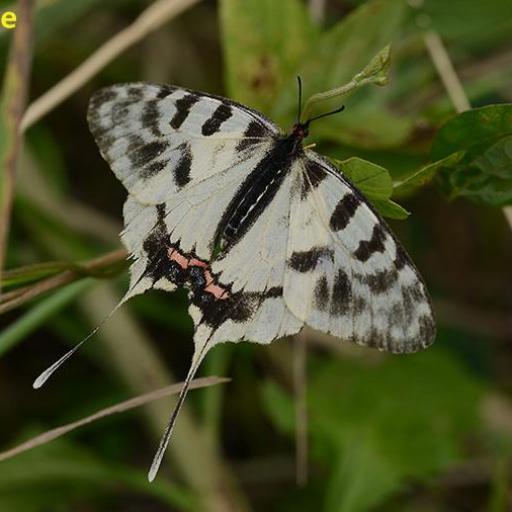 Dragon Swallowtail (Sericinus Montela) Insect Identification Guide ...