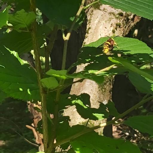 Hornet Moth (Sesia Apiformis) Insect Identification Guide, Habitat & Facts