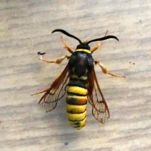 Lunar Hornet Moth (Sesia Bembeciformis) Insect Identification Guide ...