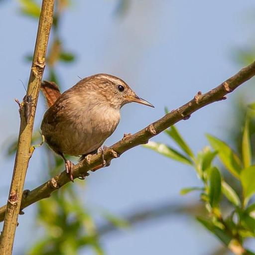 Sialis Lutaria Species Group (Sialis Lutaria) Insect Identification ...